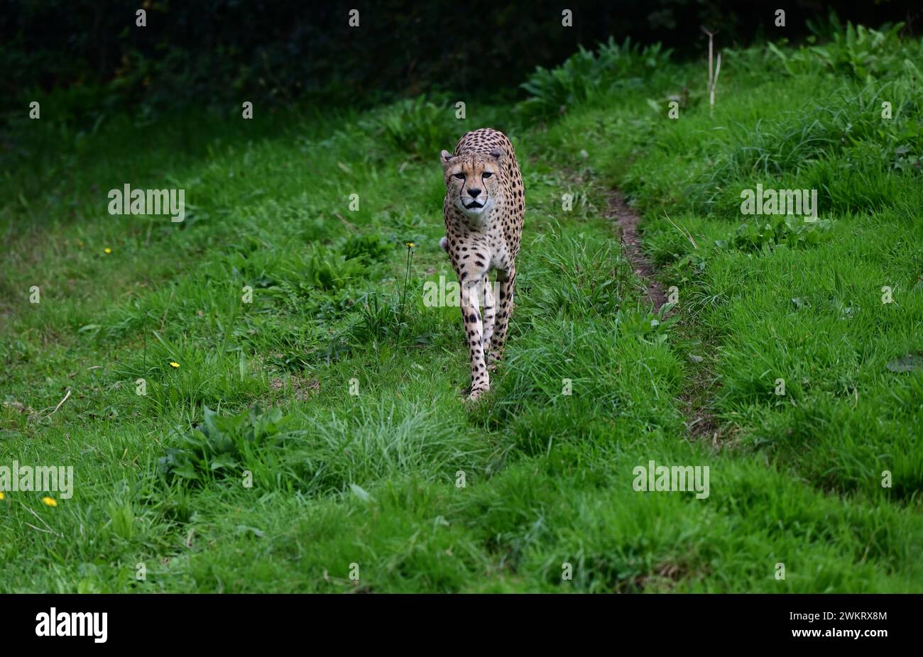 A male Northeast Cheetah at Dartmoor Zoo Park, Devon Stock Photo - Alamy