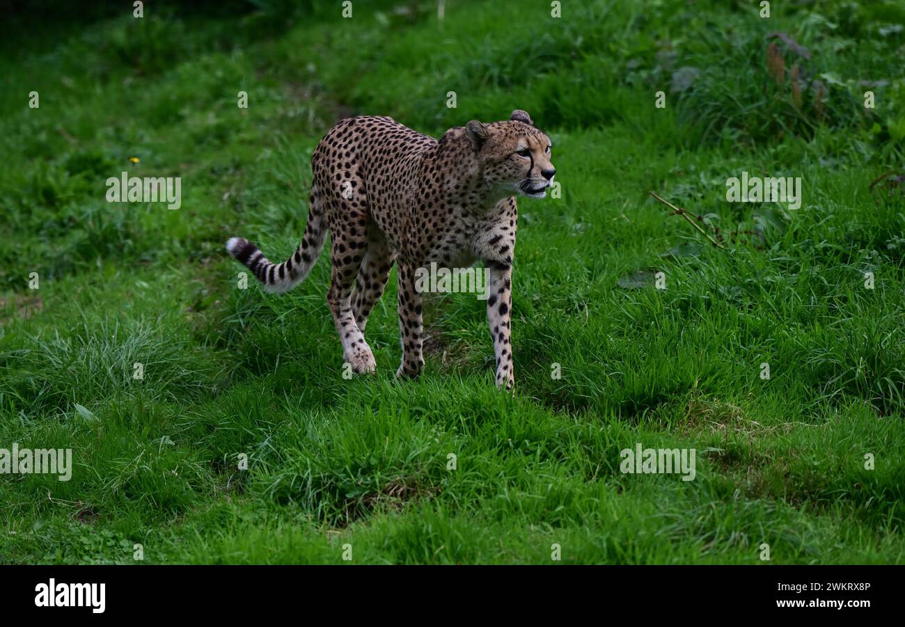 A male Northeast Cheetah at Dartmoor Zoo Park, Devon Stock Photo - Alamy