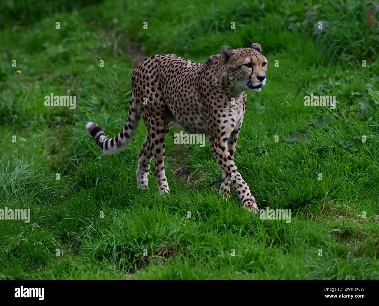 A male Northeast Cheetah at Dartmoor Zoo Park, Devon Stock Photo - Alamy