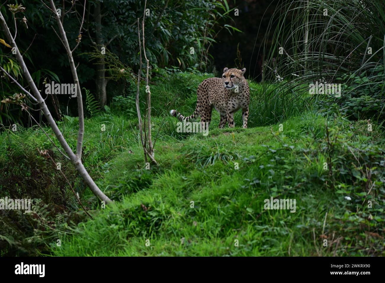 A male Northeast Cheetah at Dartmoor Zoo Park, Devon Stock Photo - Alamy