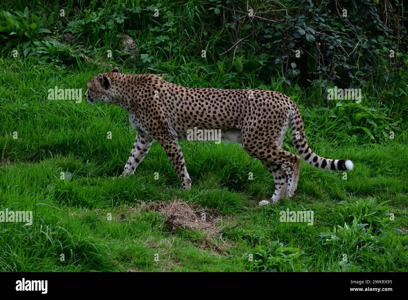 A male Northeast Cheetah at Dartmoor Zoo Park, Devon Stock Photo - Alamy