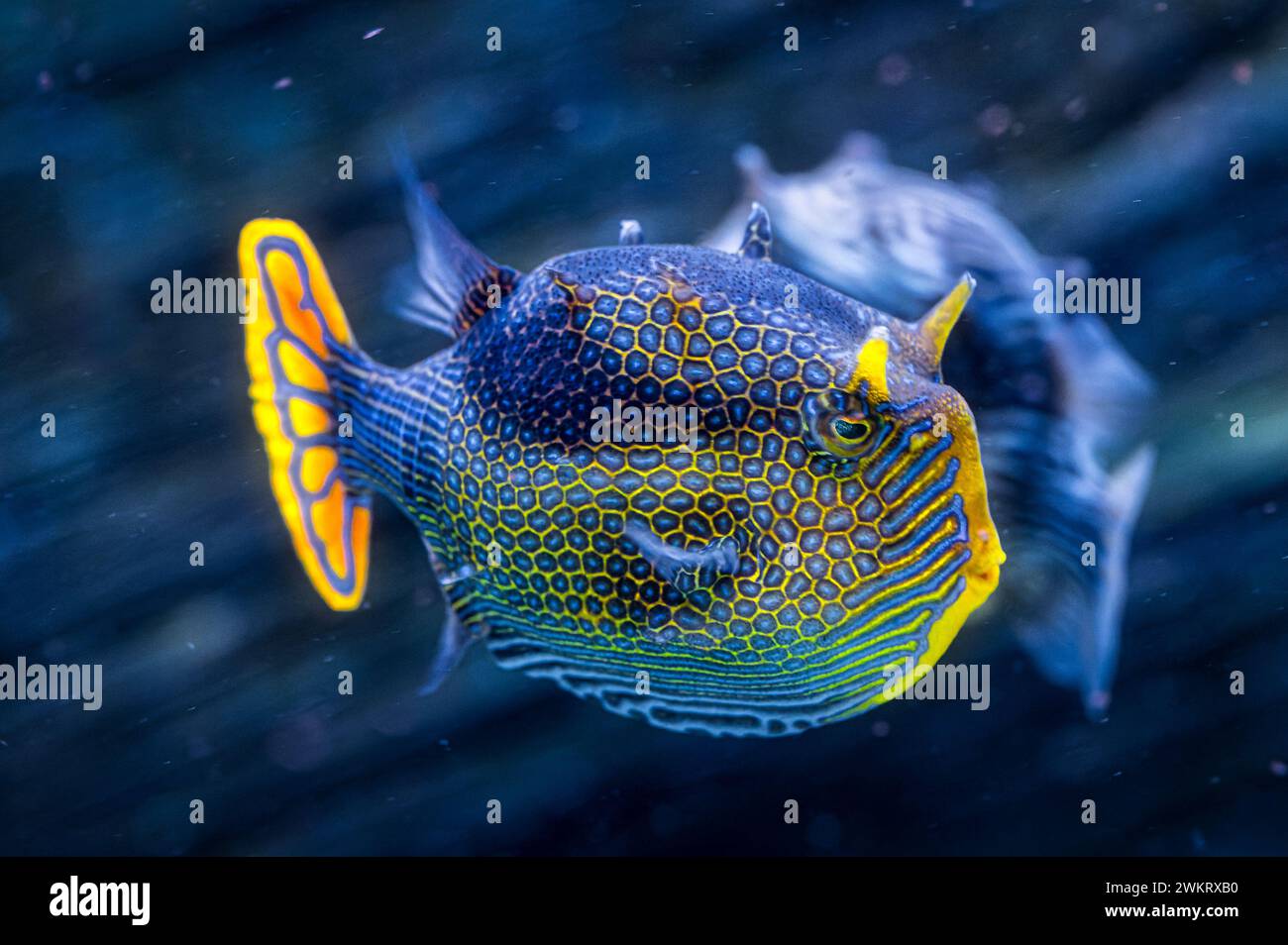 Ornate cowfish hi-res stock photography and images - Alamy