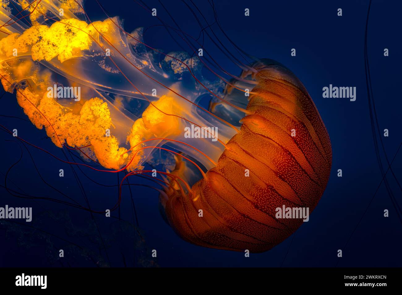 The Pacific sea nettle jellyfish with golden tentacles floating in dark ...
