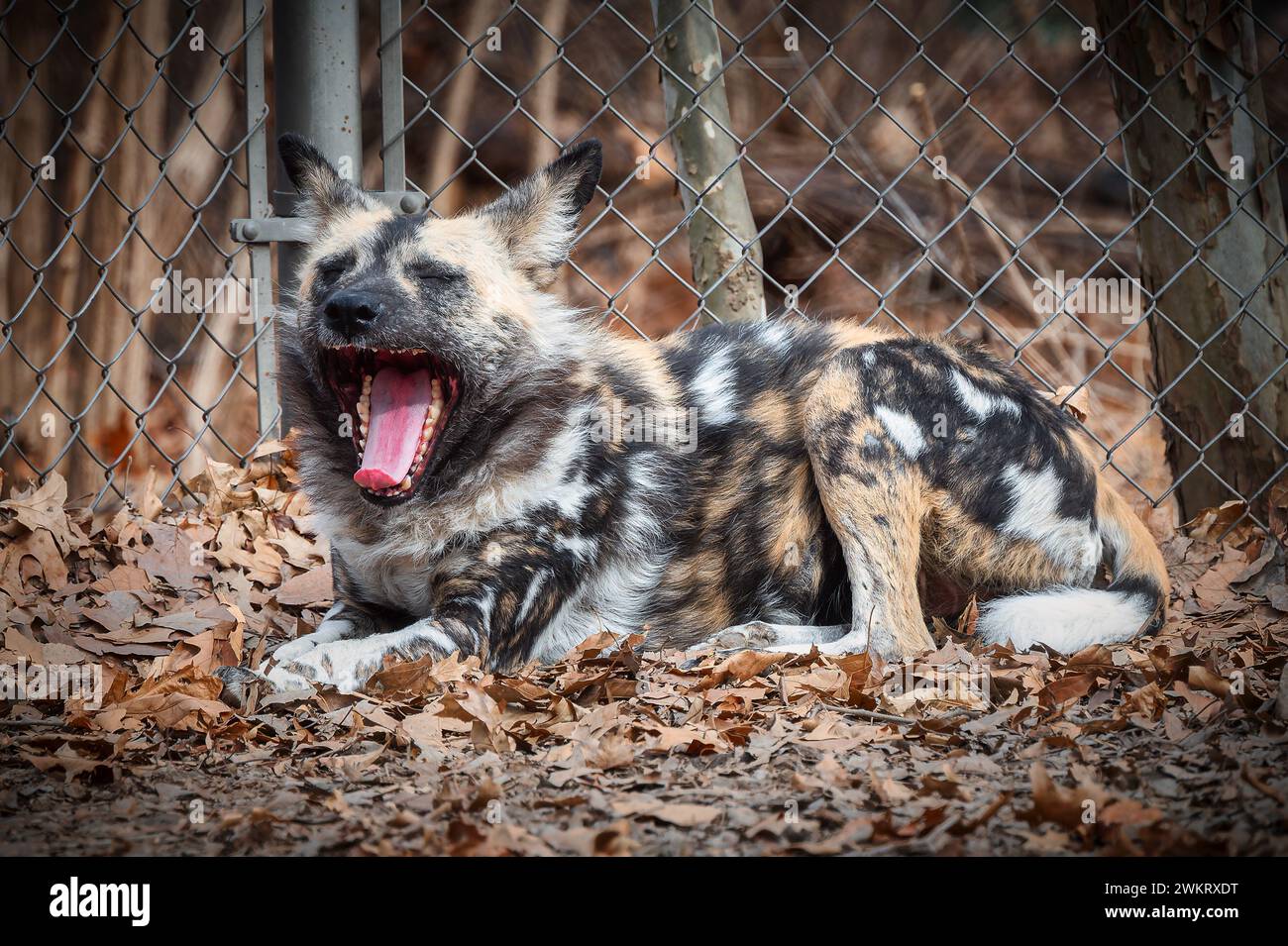 An African wild dog with mouth open resting by a metal fence Stock ...
