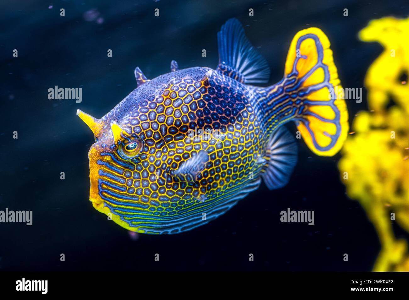 Ornate cowfish hi-res stock photography and images - Alamy