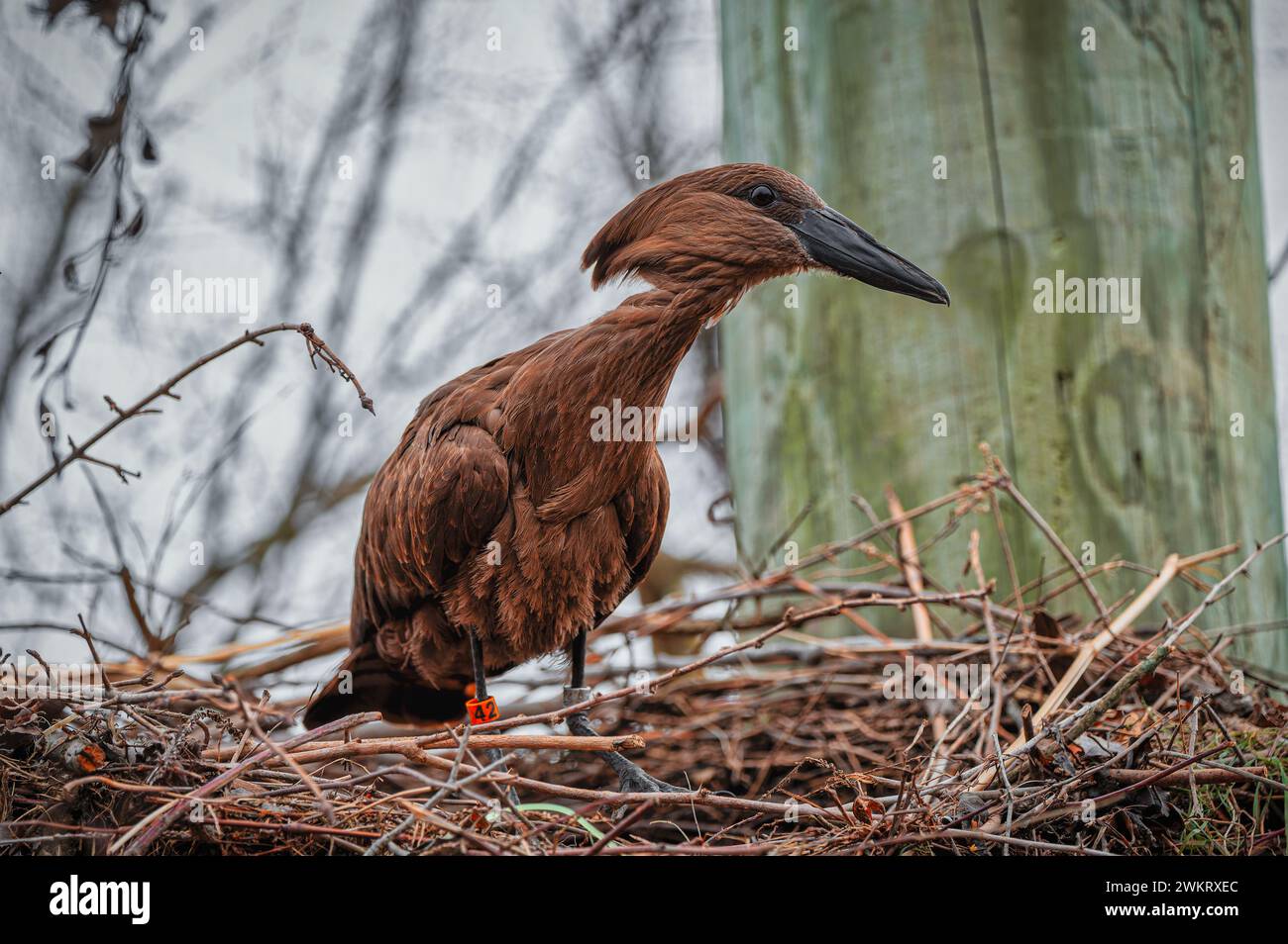 Hamerkop bird nest scopus umbretta hi-res stock photography and images ...