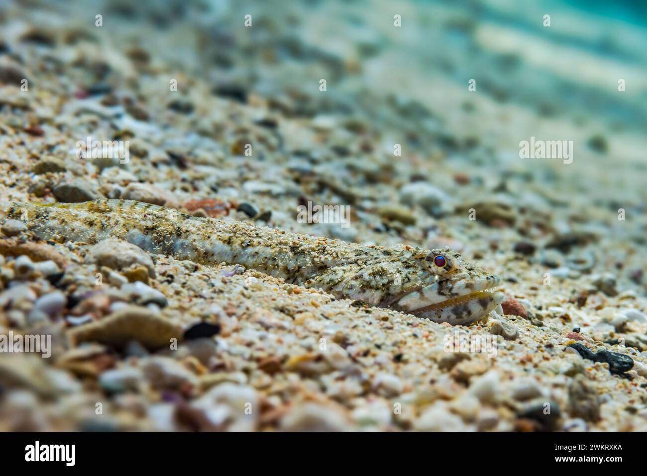 Sand lizardfish in the red sea hi-res stock photography and images - Alamy