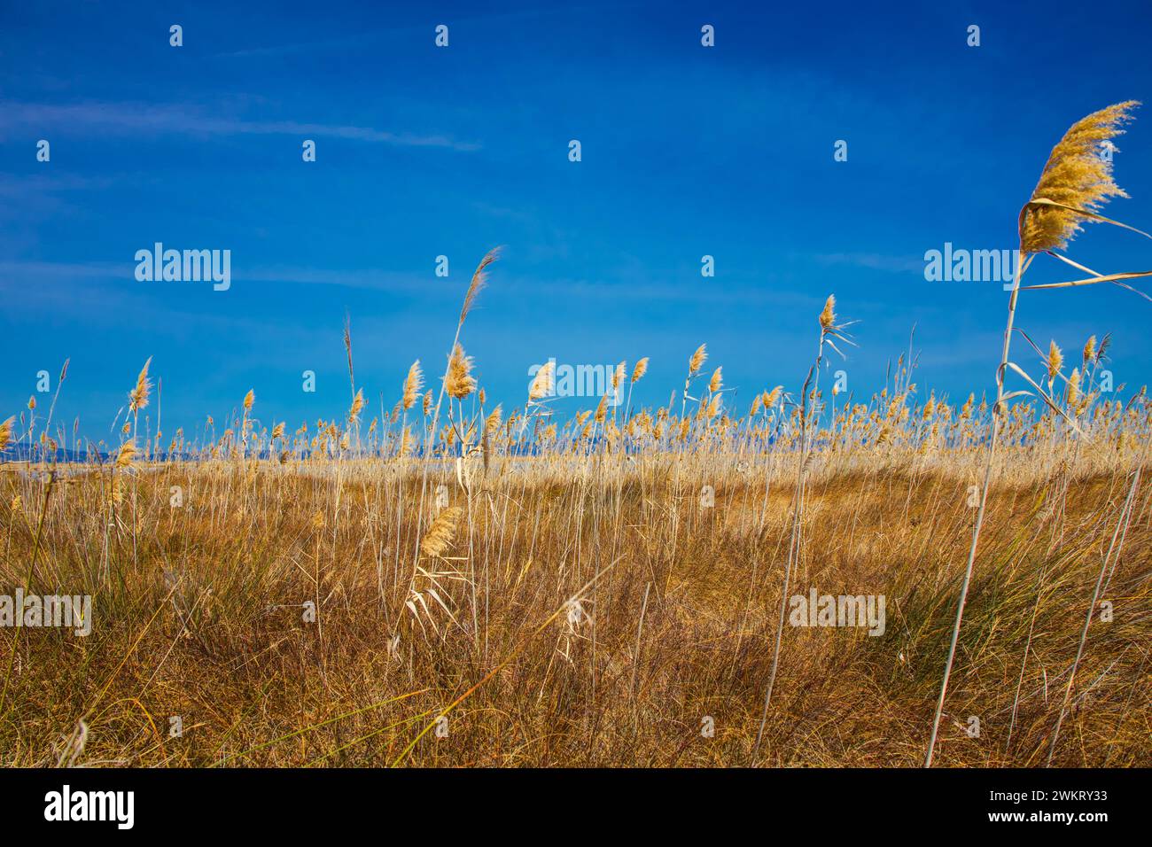 Reedscape hi-res stock photography and images - Alamy
