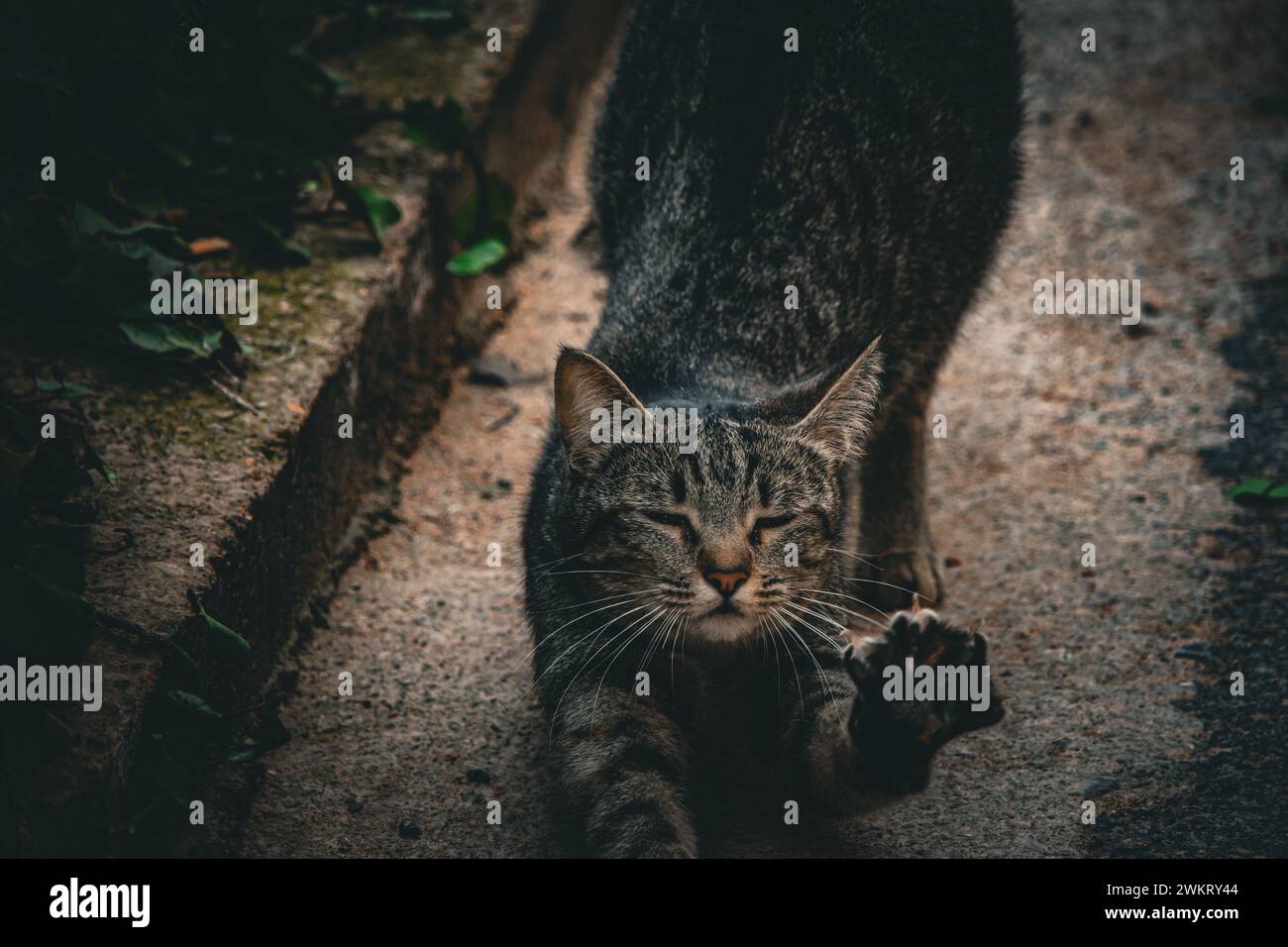 Adorable stray cat hi-res stock photography and images - Alamy