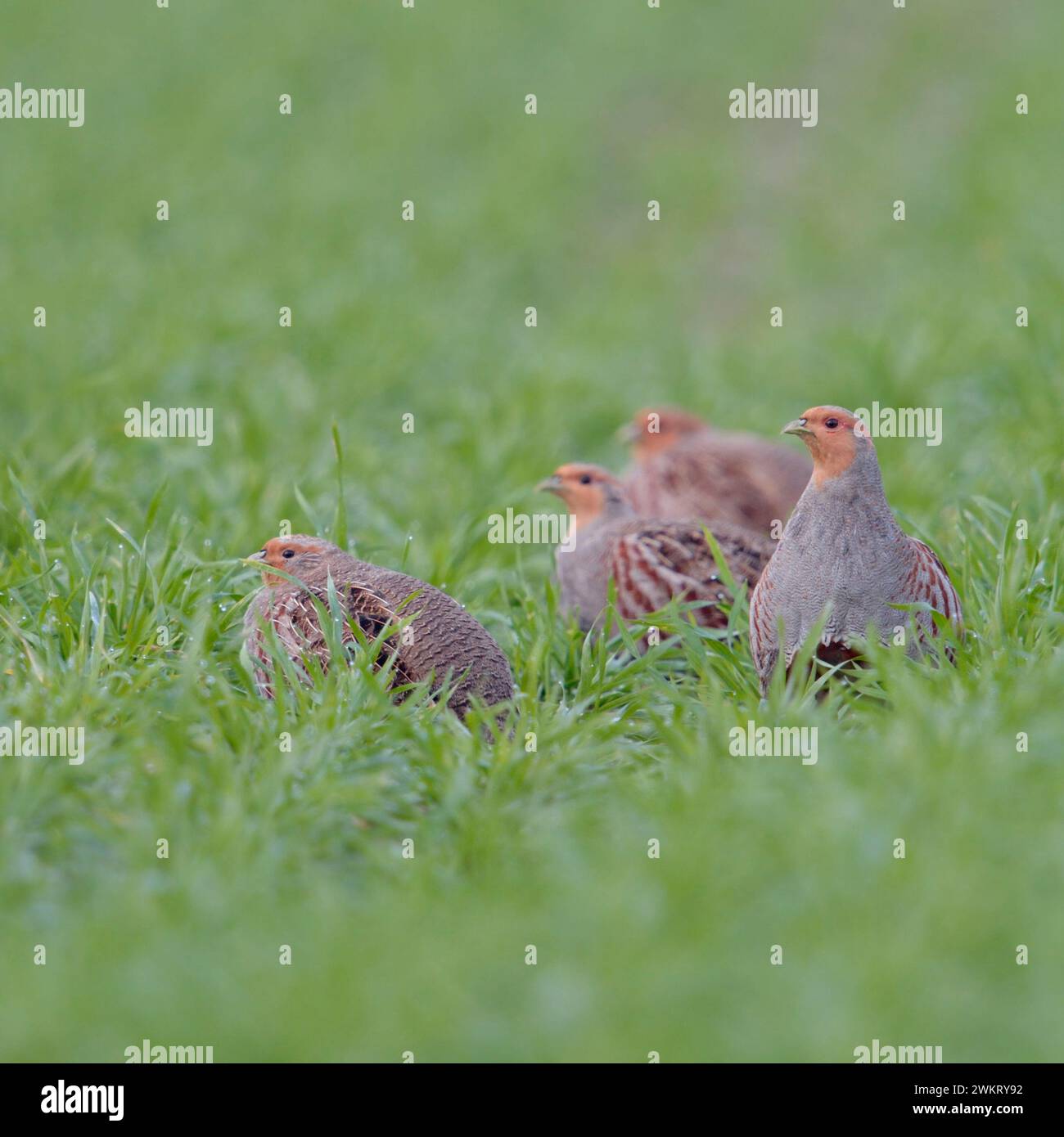 Grey Partridges ( Perdix perdix ), little flock, sitting in a green ...