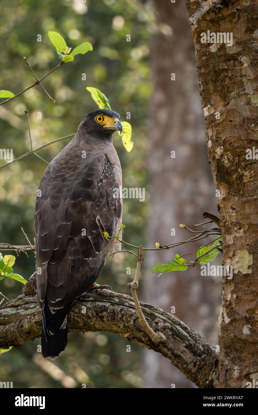 Crested Serpent-eagle - Spilornis cheela, beautiful colored bird of prey from Asian forests and ...