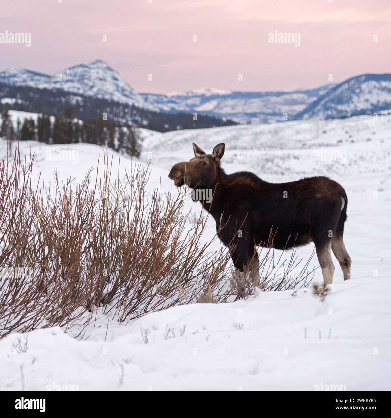 Moose feeding on bush hi-res stock photography and images - Alamy