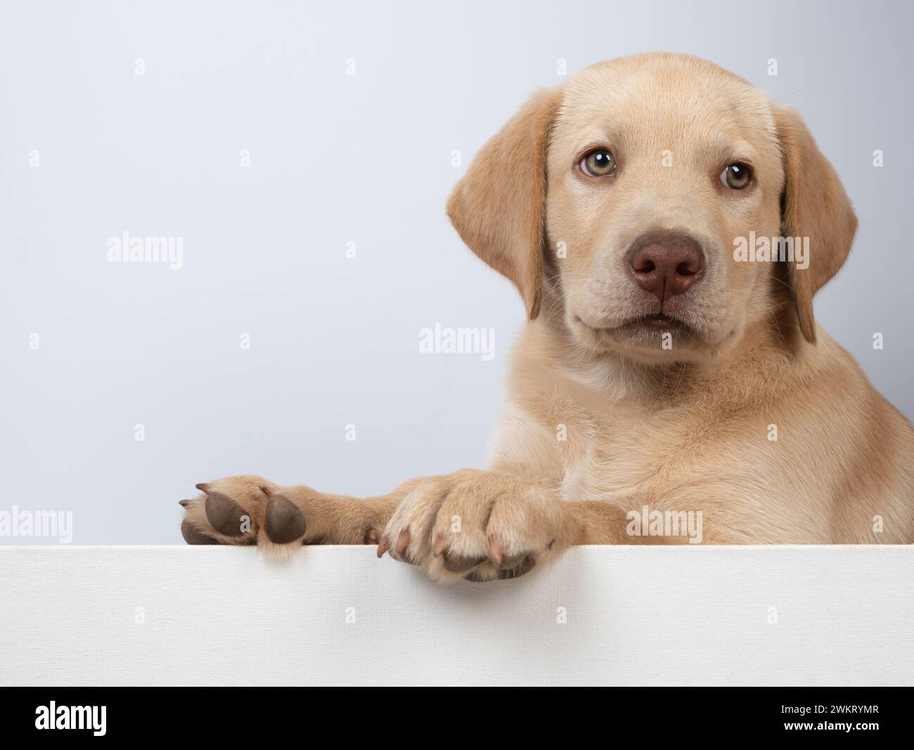 Cute labrador puppy dog portrait with copy space with board Stock Photo ...