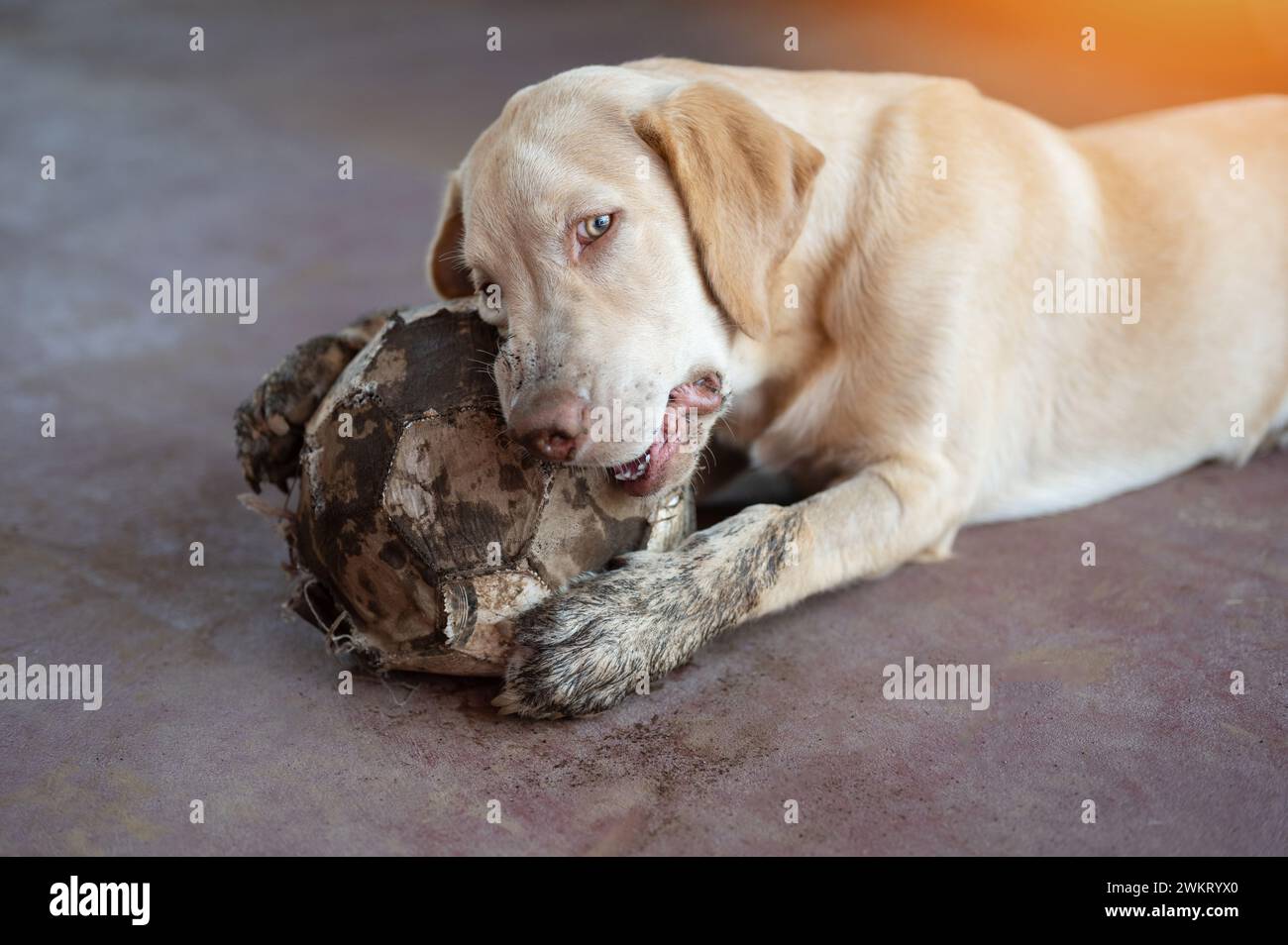 House dog soccer ball hi-res stock photography and images - Alamy