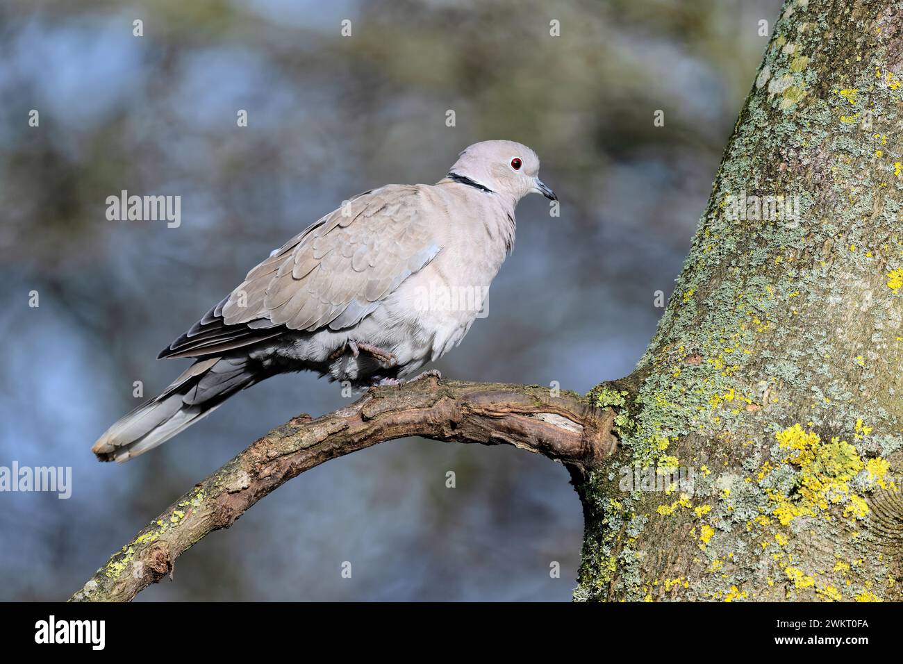 Dove watching hi-res stock photography and images - Alamy