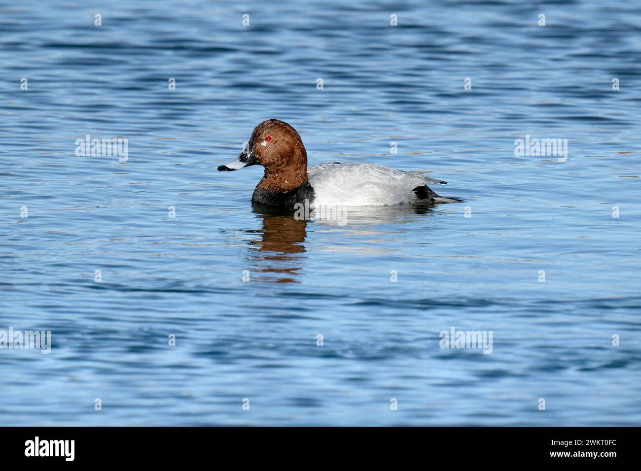 Common duck britain hi-res stock photography and images - Alamy