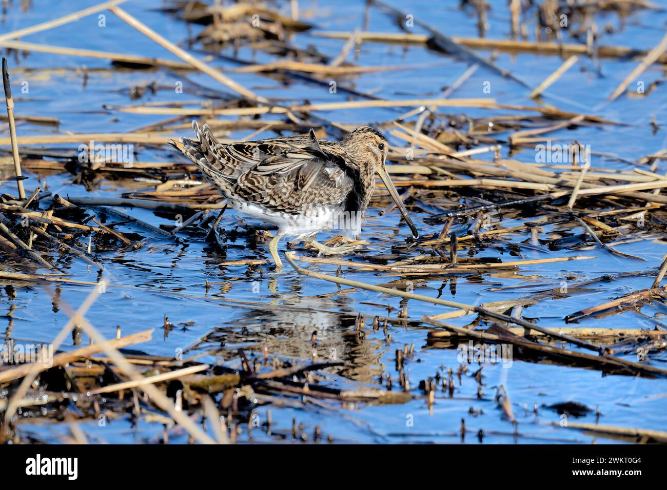 Common snipe natural environment hi-res stock photography and images ...