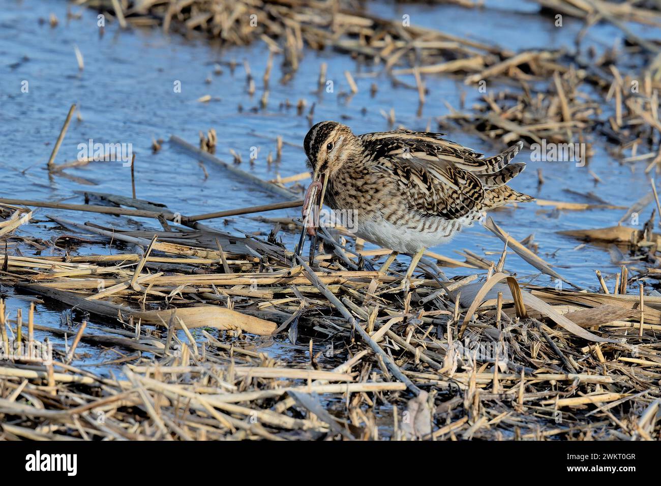 Common snipe wetland habitat hi-res stock photography and images - Alamy