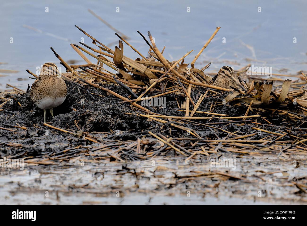 Common snipe wetland habitat hi-res stock photography and images - Alamy