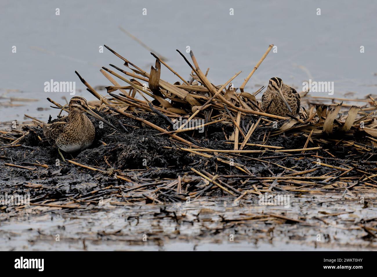 Common snipe wetland habitat hi-res stock photography and images - Alamy