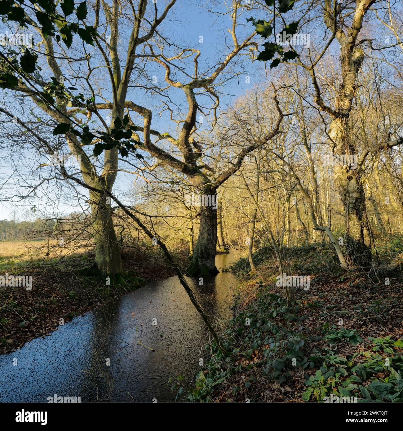 A winters scene. At Dunston Hall Woods, Norfolk Stock Photo - Alamy