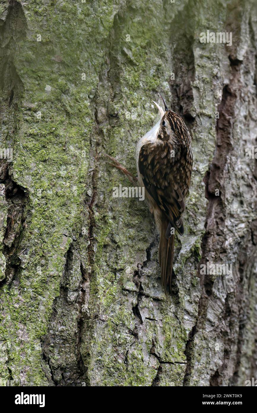 A common treecreeper foraging for insects on tree bark Stock Photo - Alamy