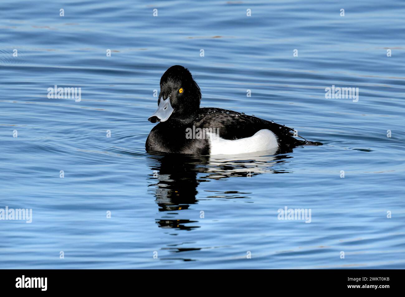 A male tufted duck at RSPB Titchwell Marsh Stock Photo - Alamy