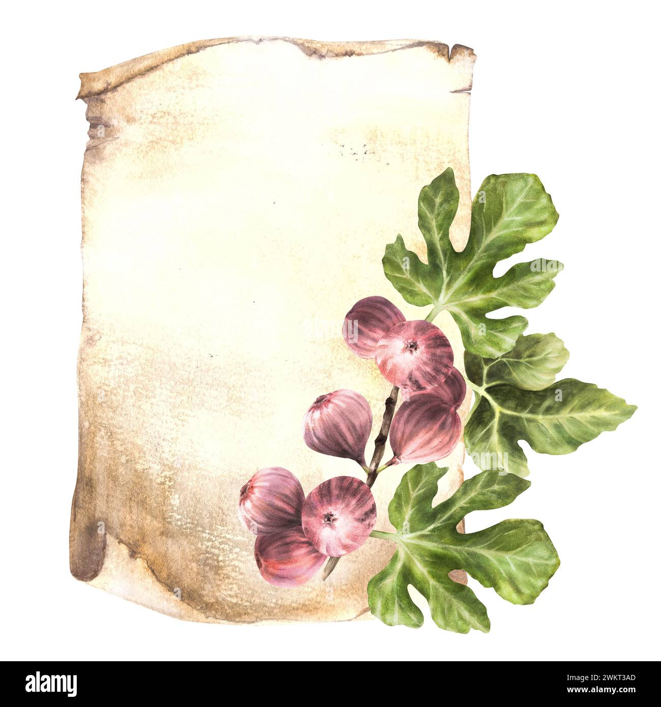 Watercolor branch of ripe juicy purple figs fruit, leaves on the ...