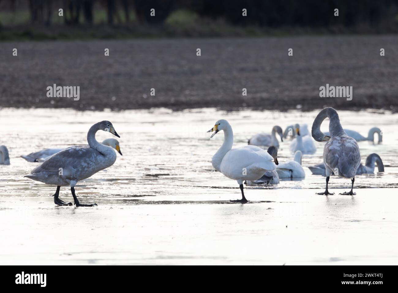 Whooper Swan (Cygnus cygnus) & Bewick's Swan (Cygnus columbianus ...