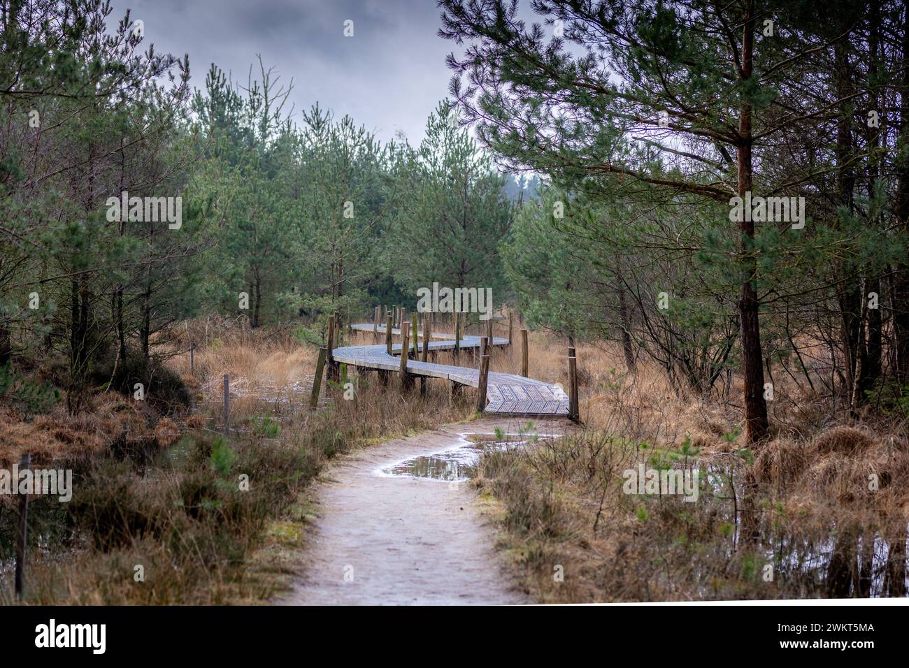 The famous plank path over the water of the peaty swamps in the early ...