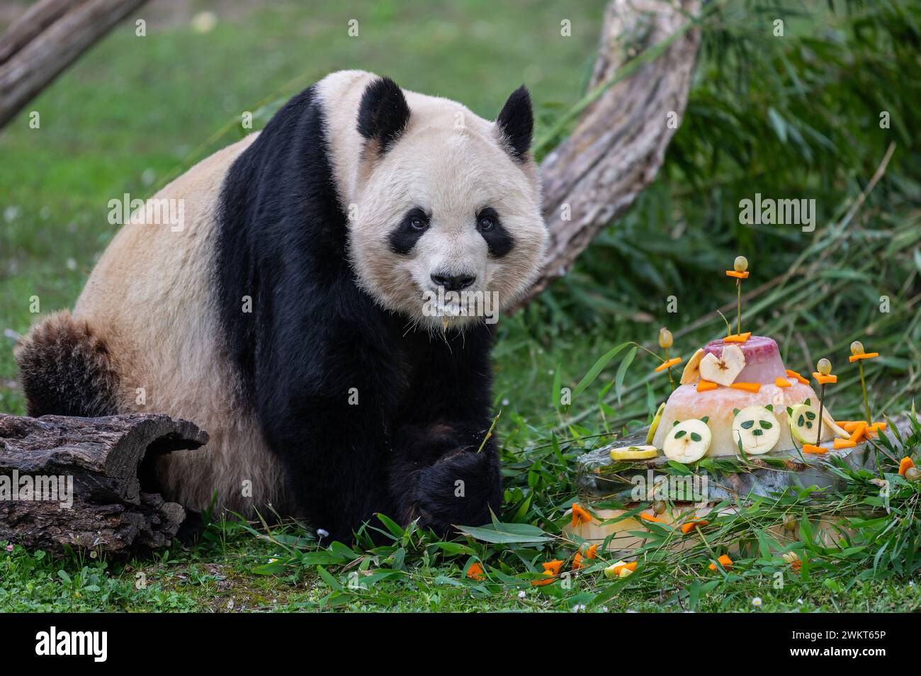 A giant panda bear (Ailuropoda melanoleuca) receives a farewell cake in ...