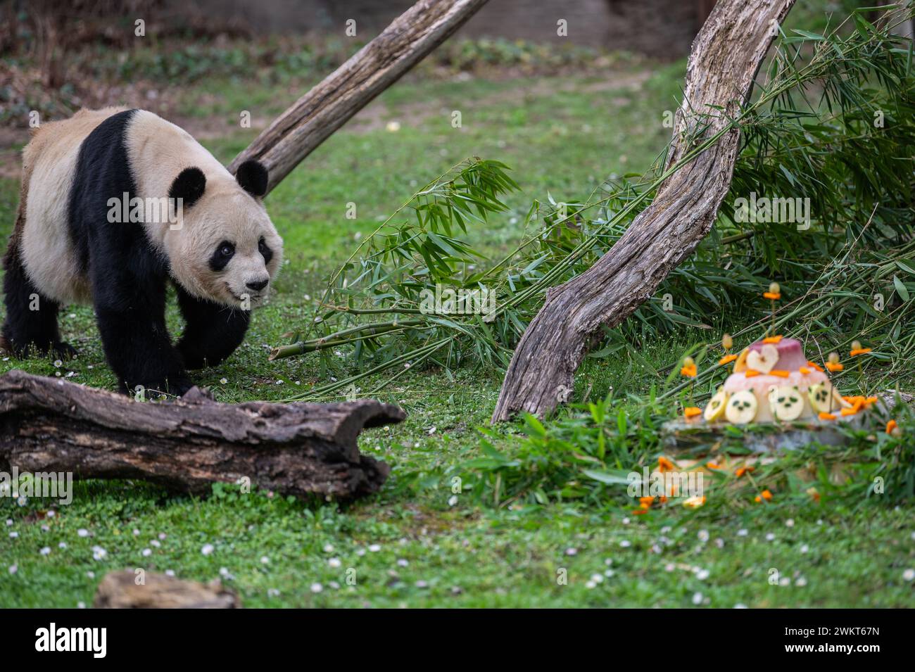 Panda farewell hi-res stock photography and images - Alamy