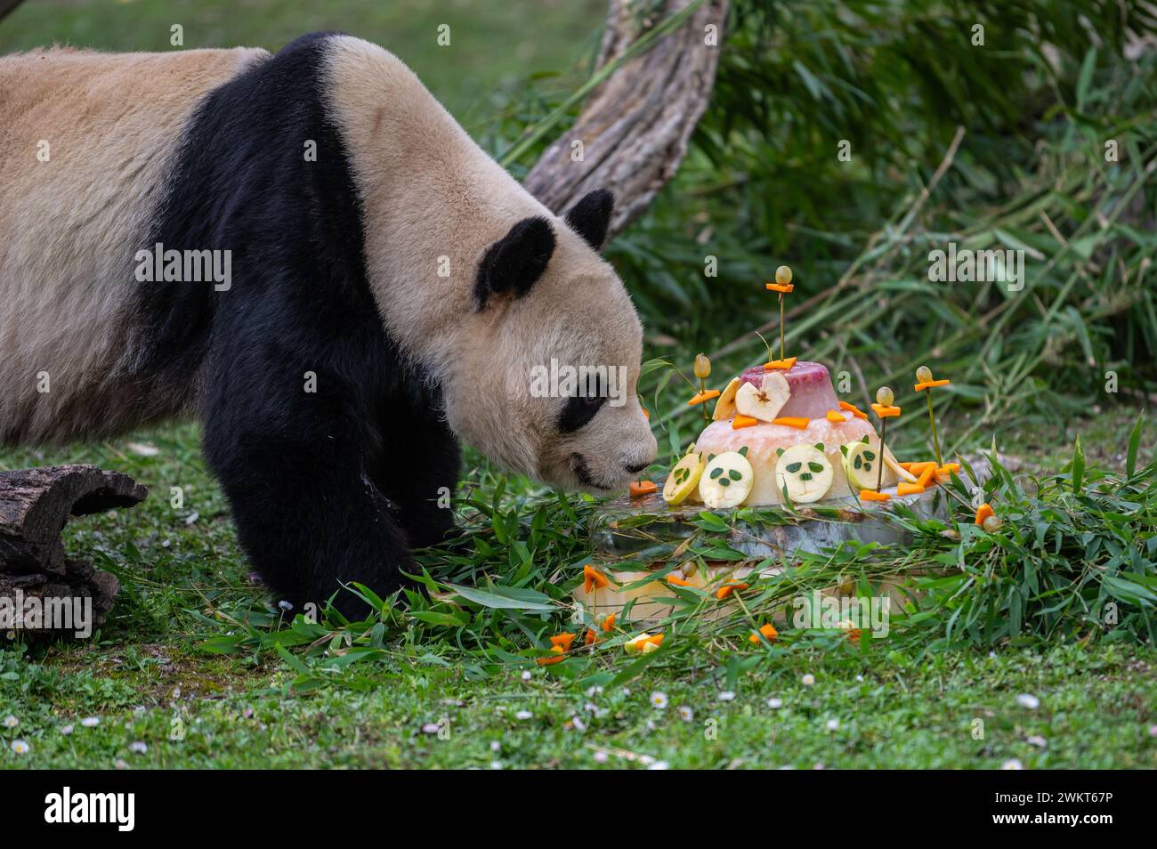 A giant panda bear (Ailuropoda melanoleuca) receives a farewell cake in ...