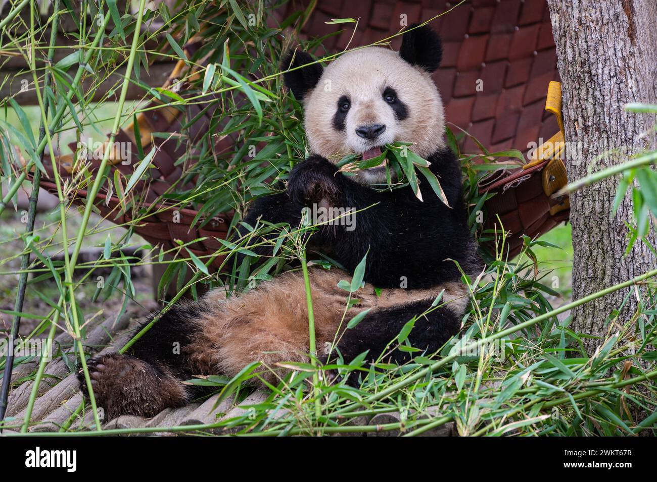 A giant panda bear (Ailuropoda melanoleuca) eating bamboo in its ...