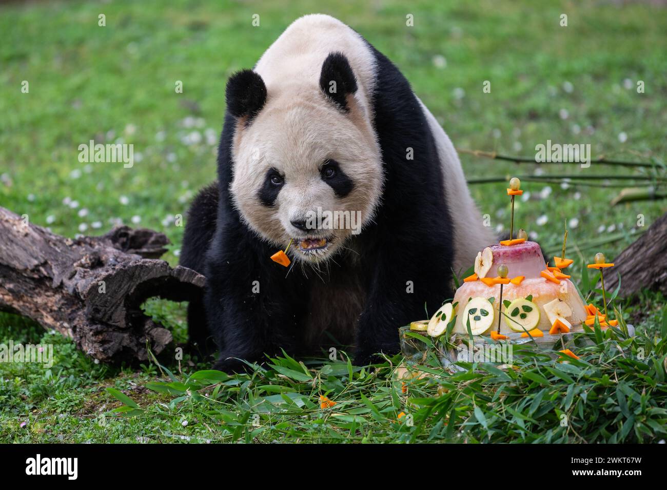 A giant panda bear (Ailuropoda melanoleuca) receives a farewell cake in ...