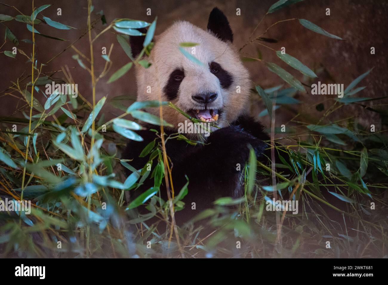 A giant panda bear (Ailuropoda melanoleuca) eating bamboo in its ...