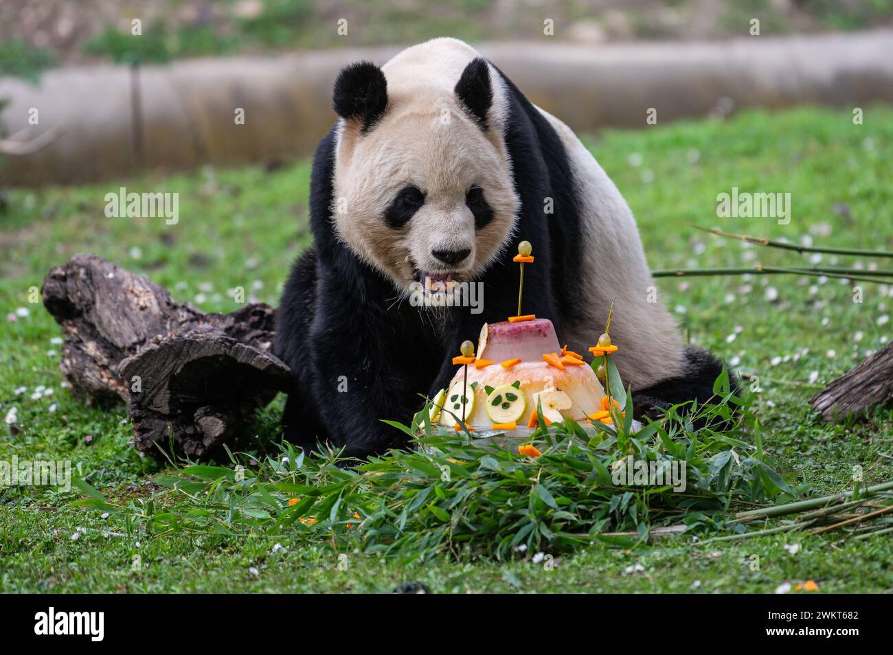 A giant panda bear (Ailuropoda melanoleuca) receives a farewell cake in ...