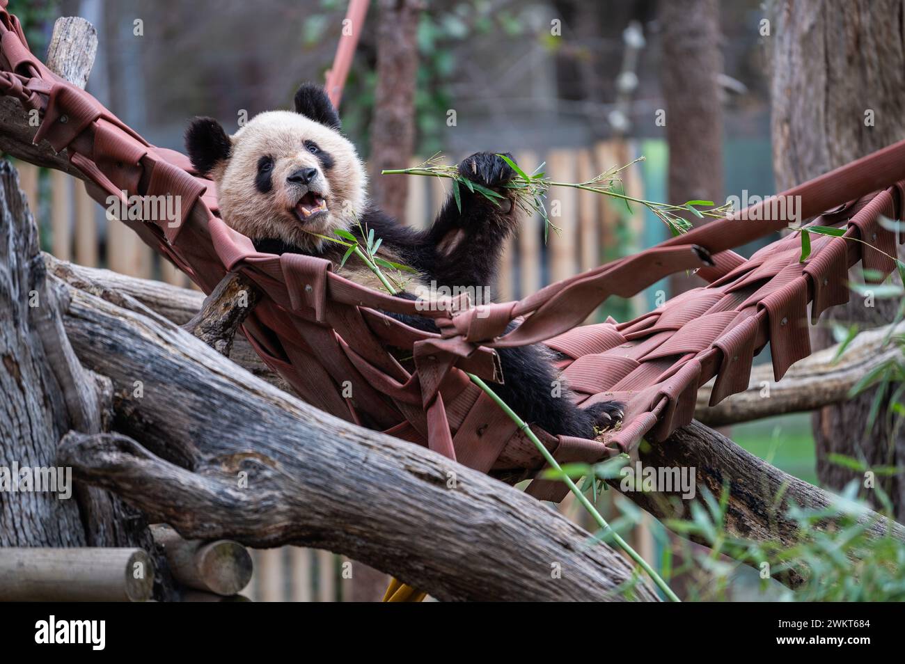 A giant panda bear (Ailuropoda melanoleuca) eating bamboo in its ...