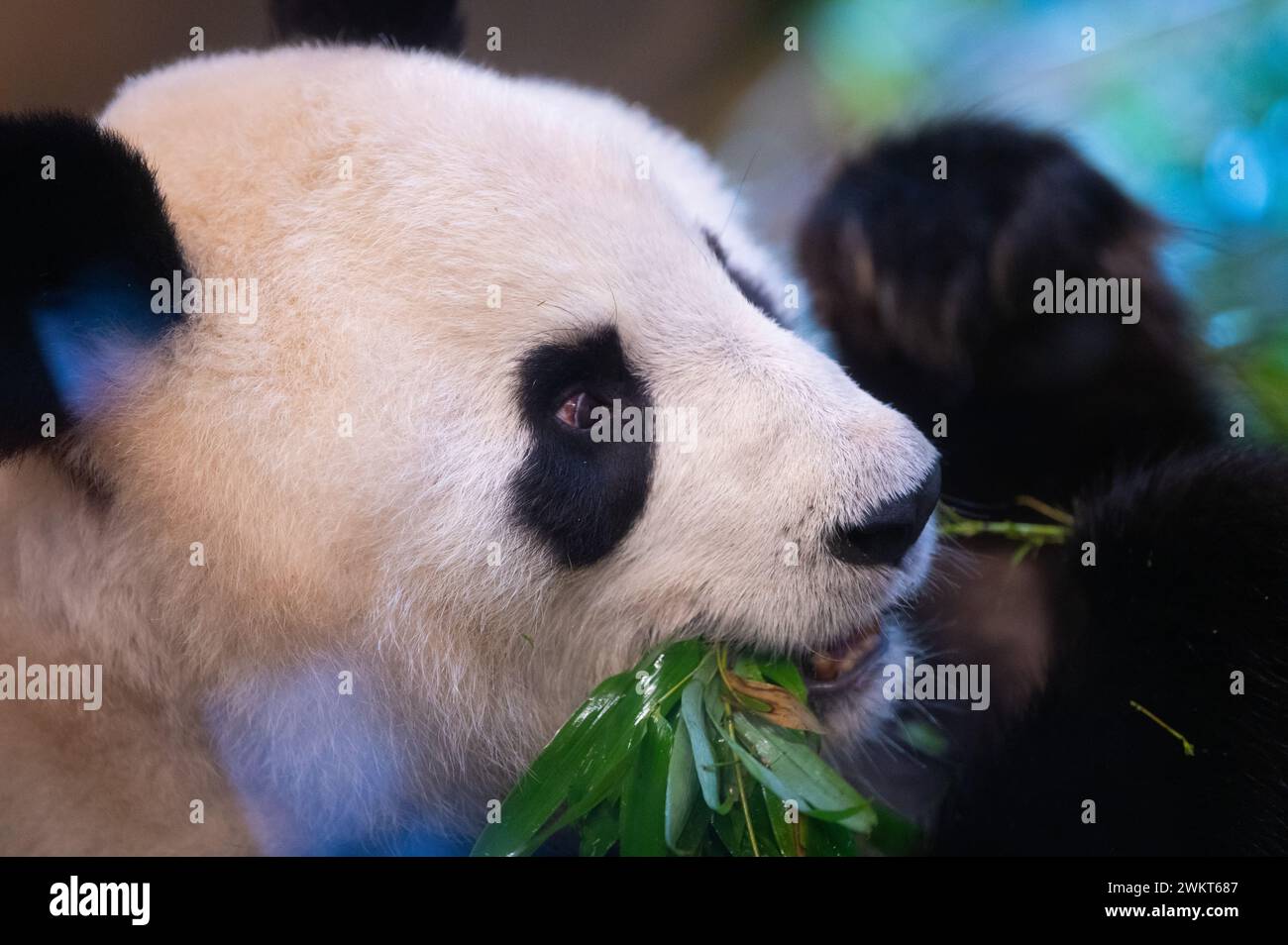 A giant panda bear (Ailuropoda melanoleuca) eating bamboo in its ...