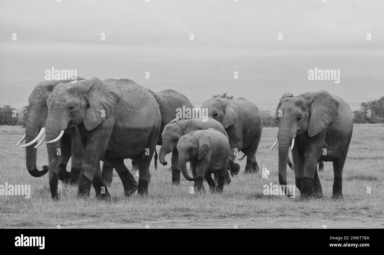 A herd of elephants moving across an expansive savannah in Amboseli ...