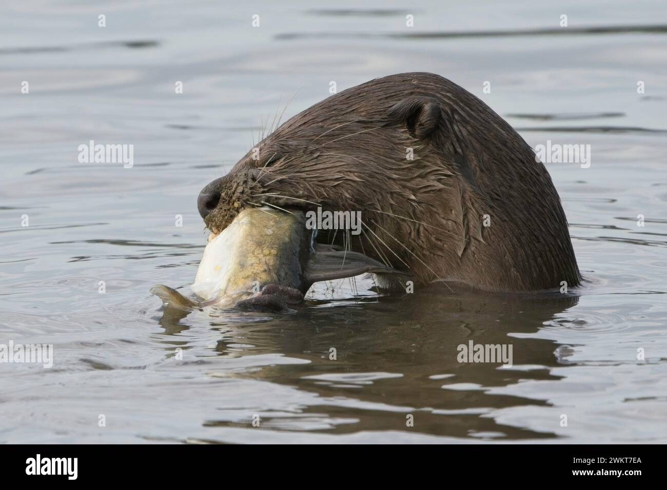 Family of Otters by the Kallang Riverside Park Stock Photo - Alamy
