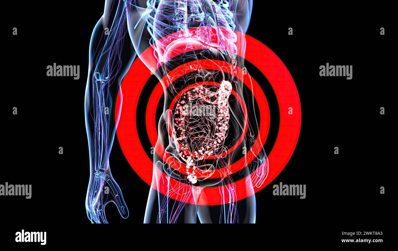 Gut brain anatomy axis hi-res stock photography and images - Alamy