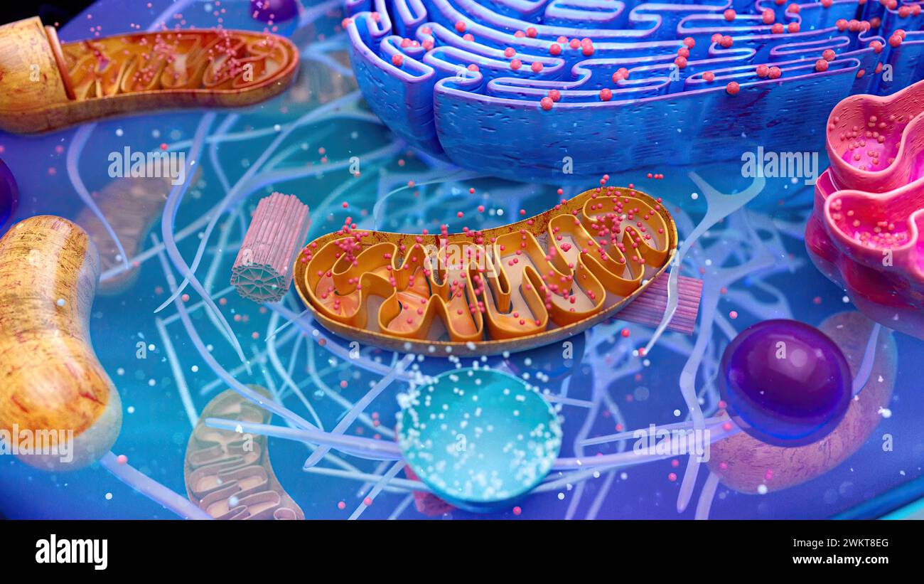 Oxidative phosphorylation illustration hi-res stock photography and ...
