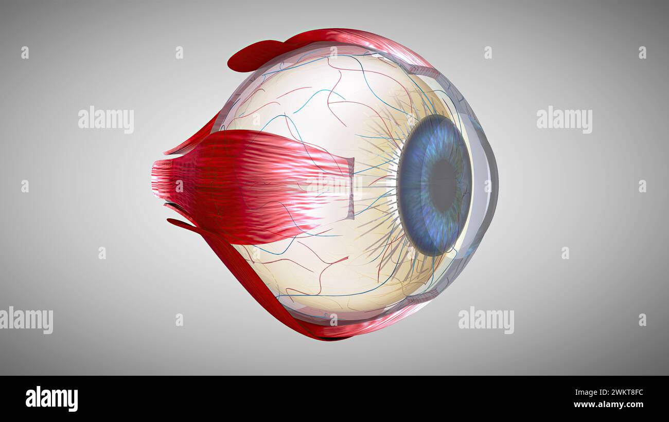 3D anatomical model of an Eye Stock Photo - Alamy
