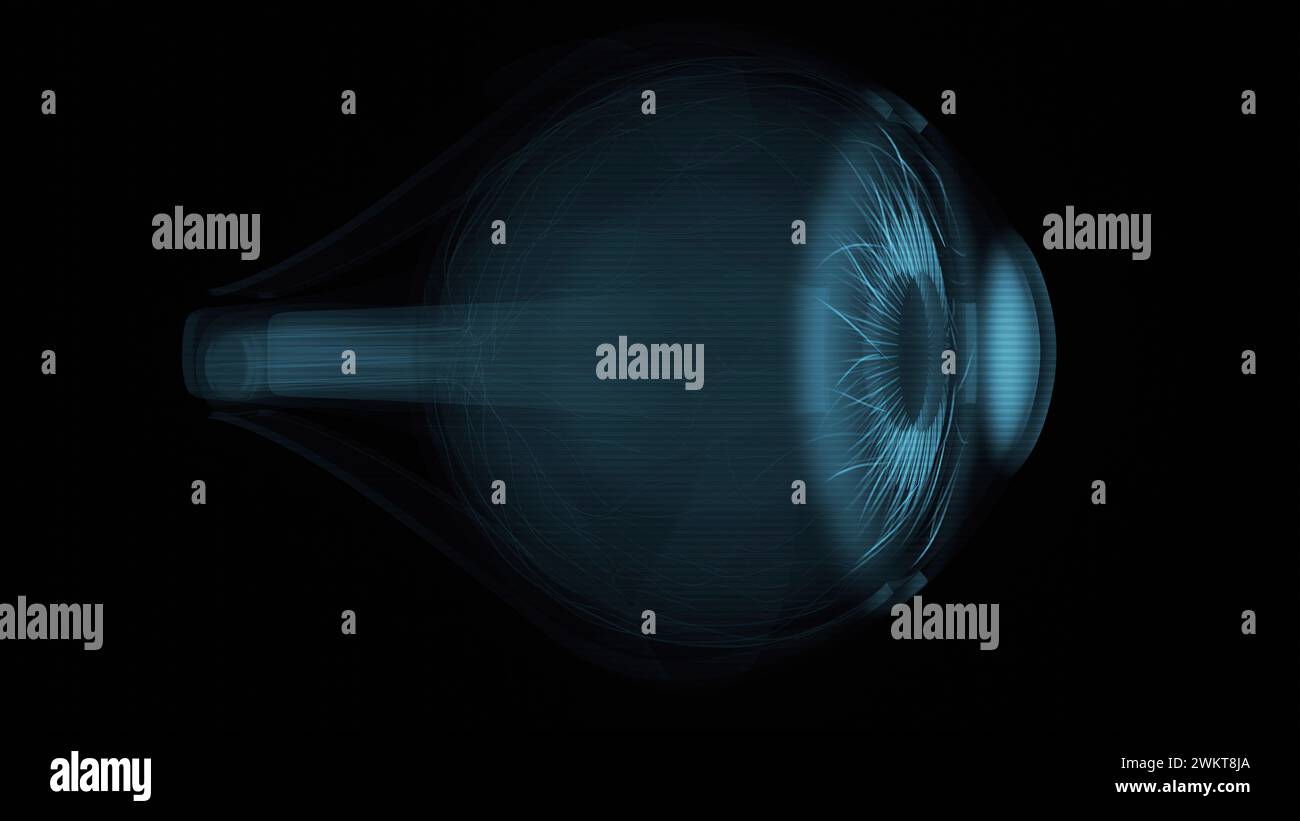 3D anatomical model of an Eye Stock Photo - Alamy