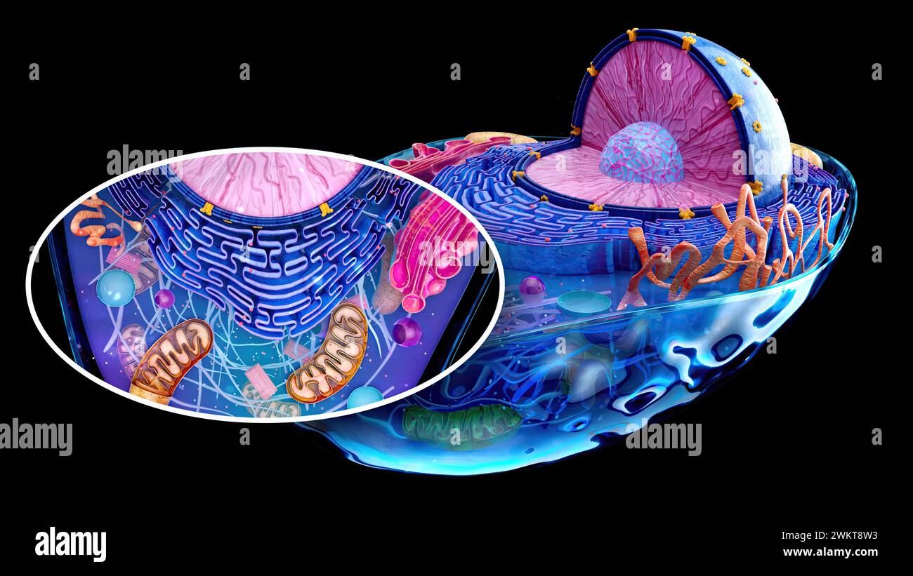 4K abstract illustration of the biological cell and the mitochondria ...