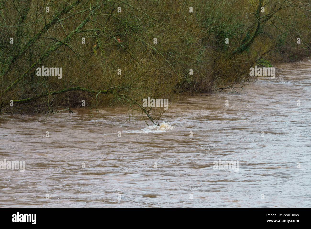 River Usk, Usk, Monmouthshire. February 22nd 2023. Following week of ...