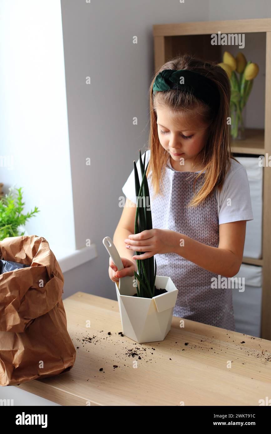 Preparing seedlings for planting in the ground. Growing microgreens at ...