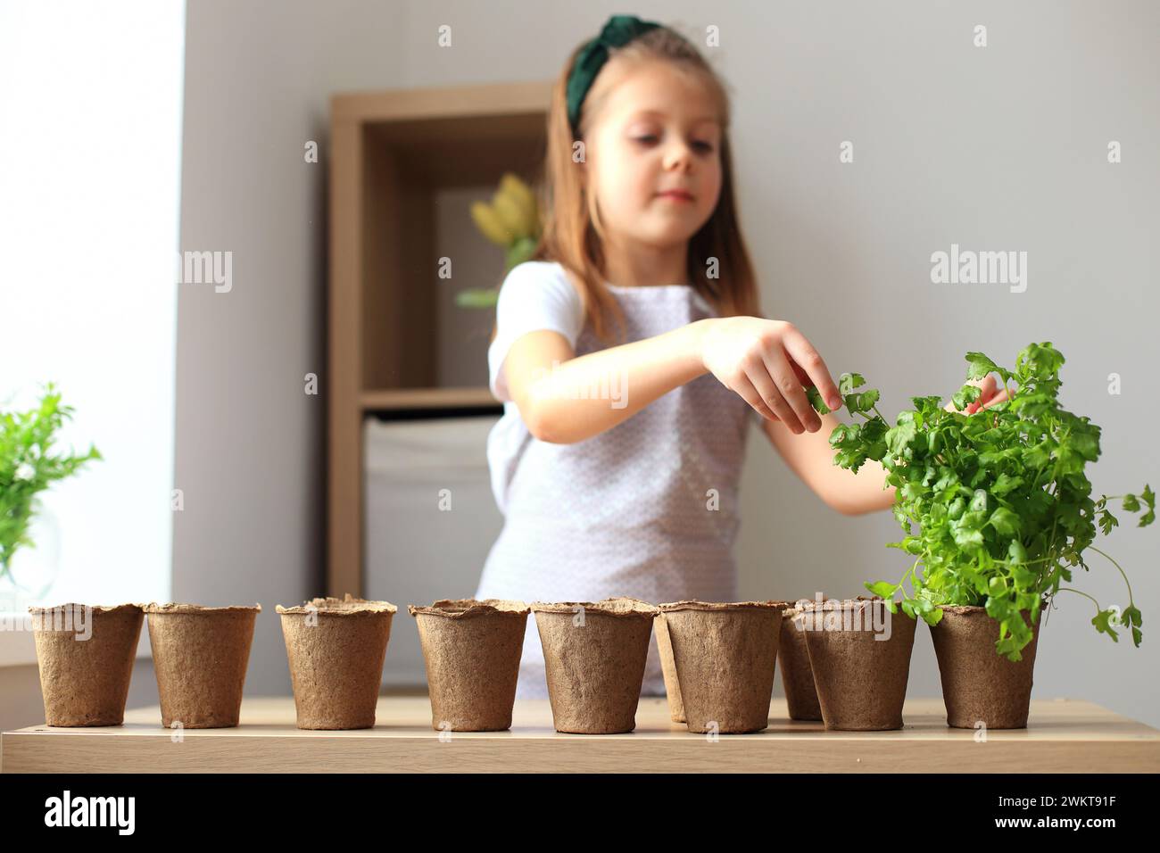Preparing seedlings for planting in the ground. Growing microgreens at ...