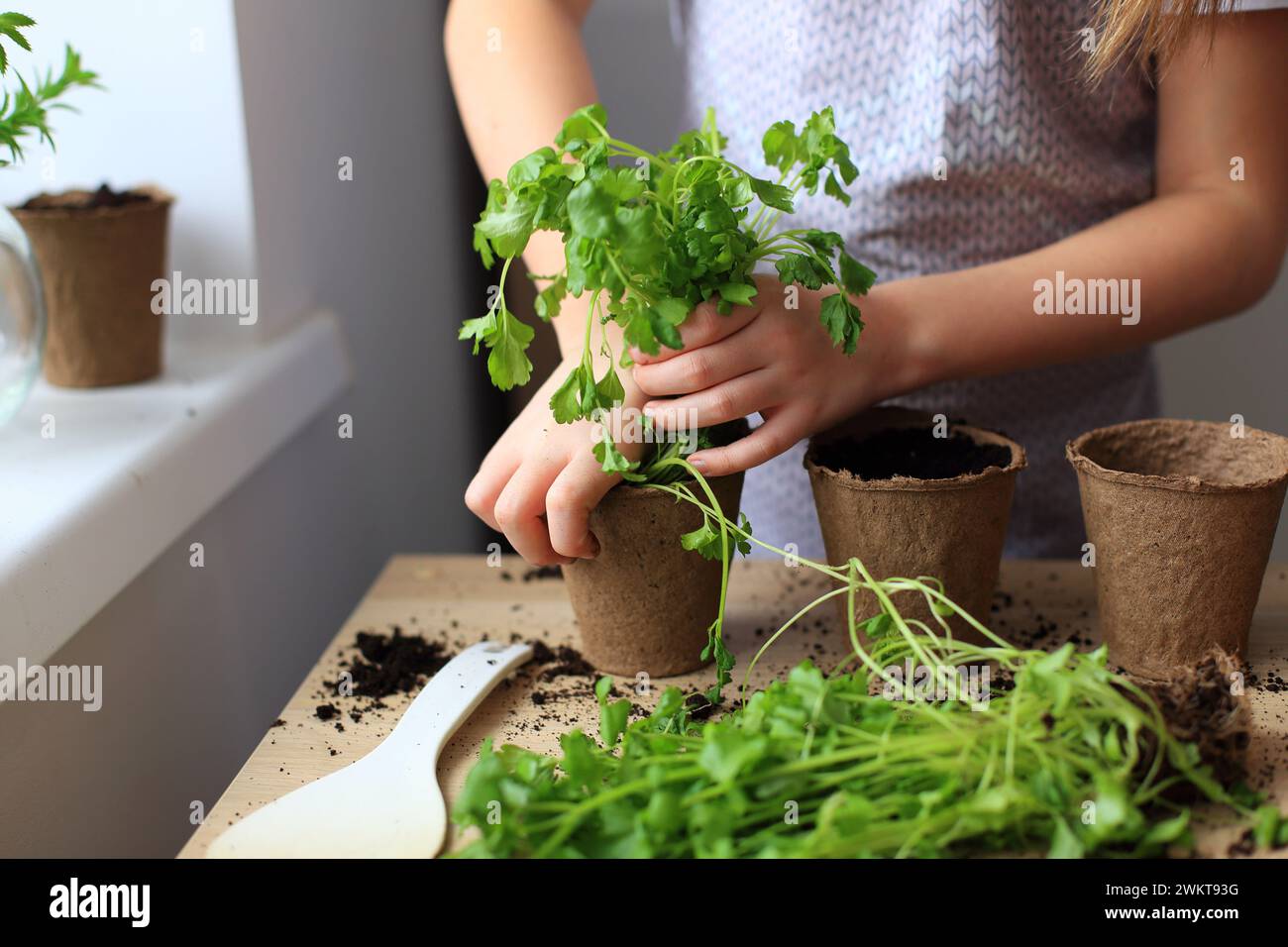 Preparing seedlings for planting in the ground. Growing microgreens at home. Seedlings and ...
